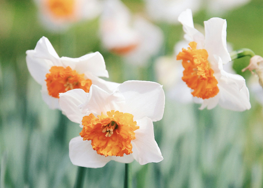 SHOWING DAFFODILS - CLASSIFICATION AND DISPLAY GUIDES - Kimble and ...