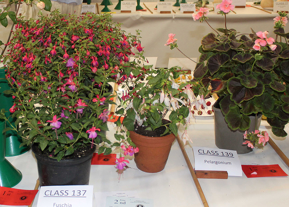 GUIDE TO POT PLANTS - Kimble and Ellesborough Horticultural Society